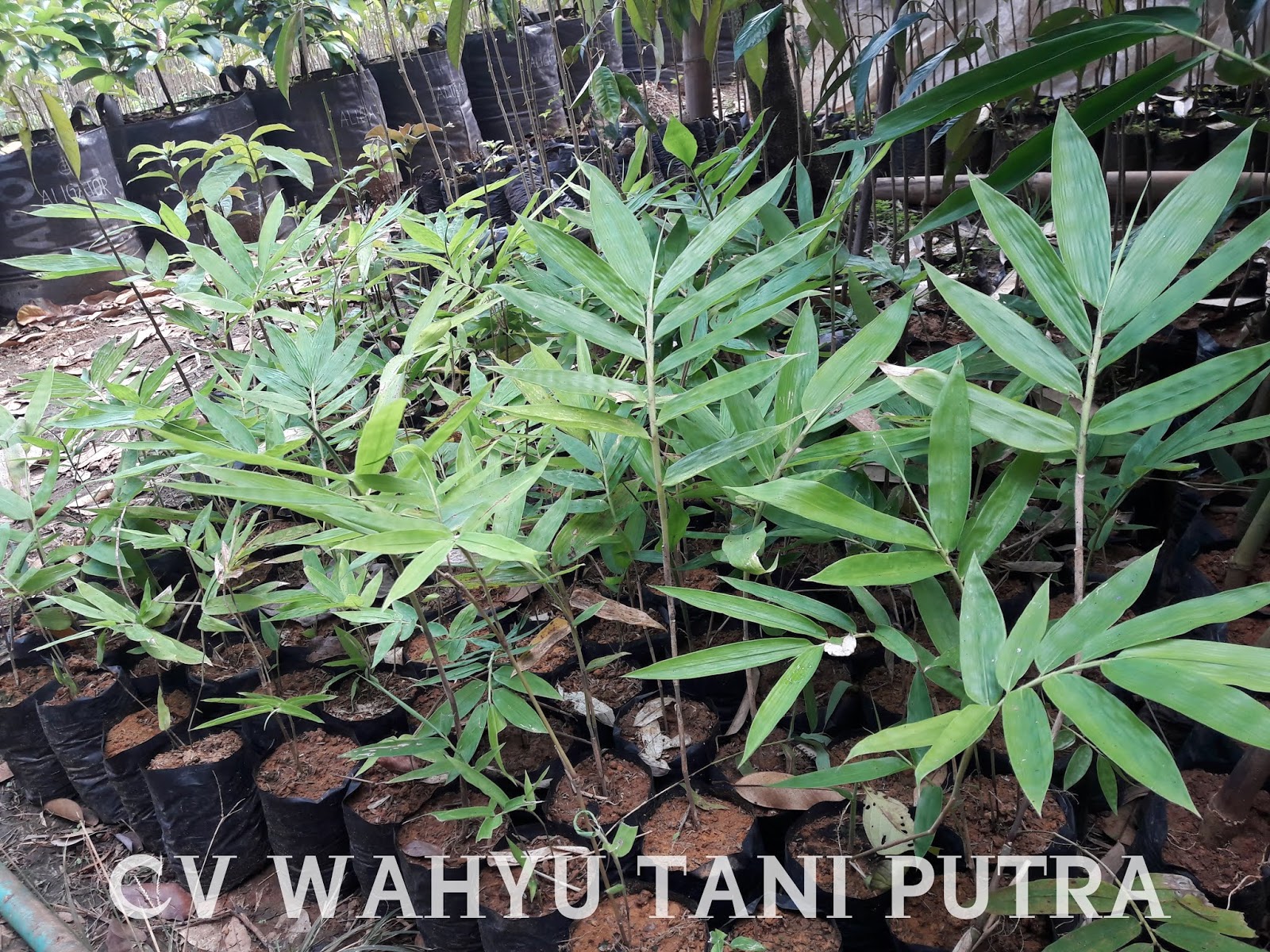 Bibit Bambu Petung Super | CV. WAHYU TANI PUTRA