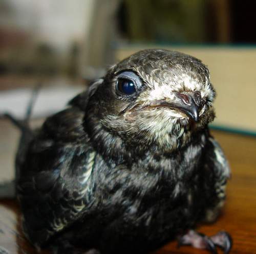 Common swift pictures | Birds of India | Bird World