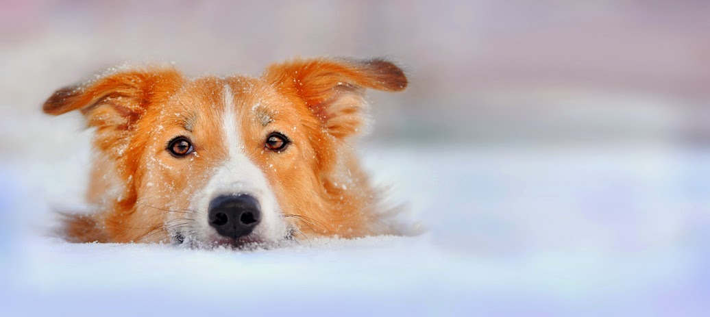 Bark Out Loud: 7 Ways to Protect Your Dog in Cold Weather