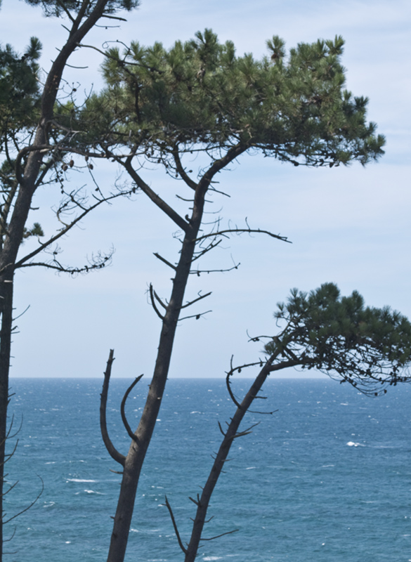 Paseos por la naturaleza: Pinus pinaster Pino marítimo Pino resinero