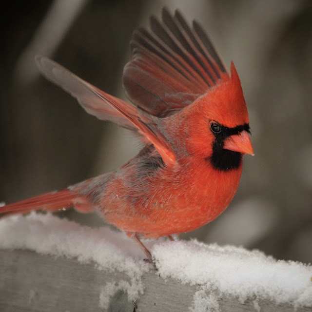 My Little Craft Things: Candy Cane Joy
