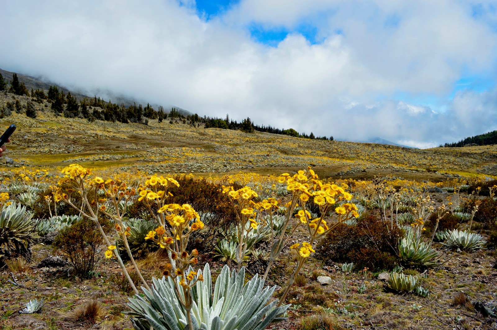 Asociación Civil Proyectos Especiales Aromas de Portuguesa: DE VISITA A ...