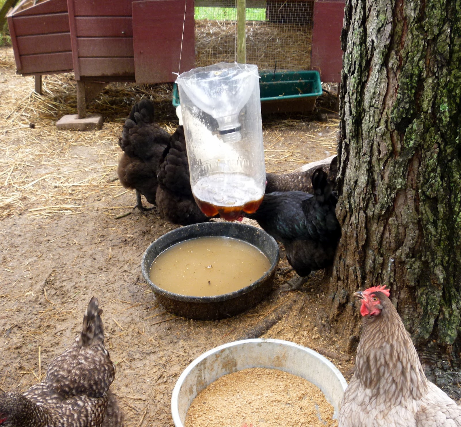Got Flies ? Make This Easy DIY Fly Catcher out of a Soda Bottle - Fresh ...