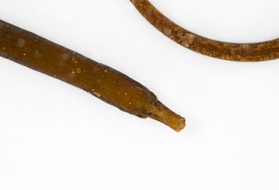 Scottish Wildlife Blog