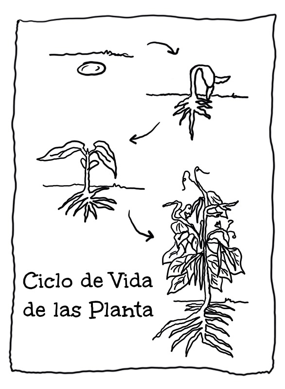Ciclo de vida de las plantas Ficha interactiva Ciclo de vida de las ...