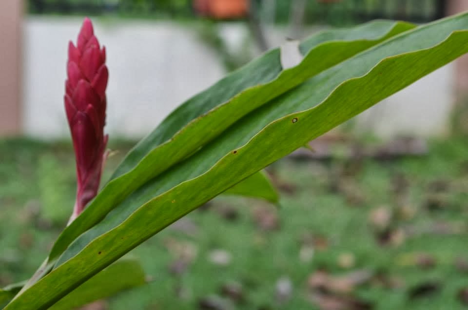 from my garden: Bunga Konvo ( How to make a Flower Bouquet For a ...