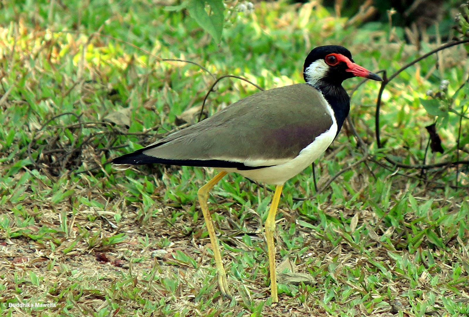 Lanka Nature Summary: Red-wattled Lapwing (Vanellus indicus)
