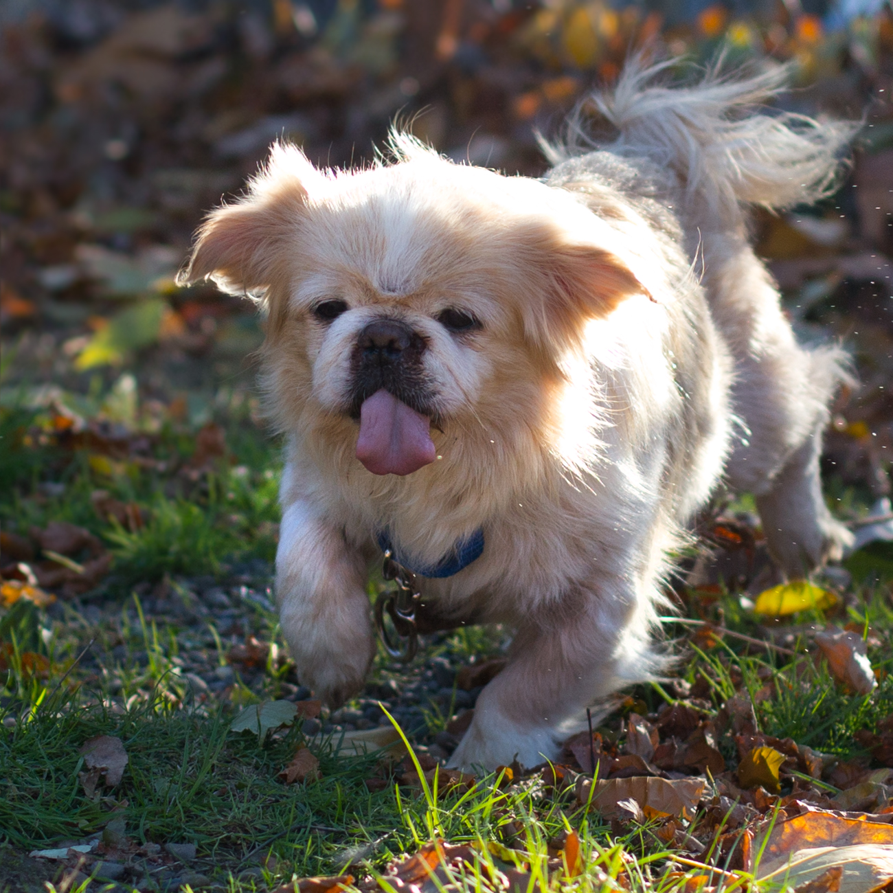 Shelter Dogs of Portland: "BRIE" loveable senior Pekingese mix