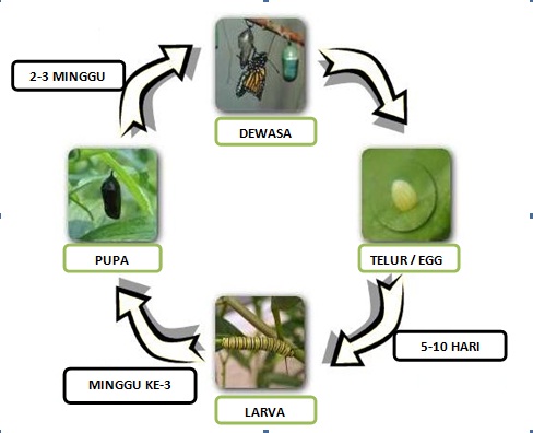 Lagu : Kitar Hidup Rama-rama | Warna-warni Sains dan Masakan