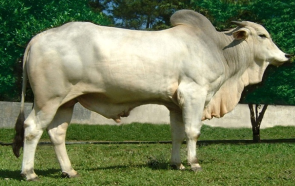 Cara Beternak: KARAKTERISTIK SAPI PERANAKAN ONGOLE (PO)