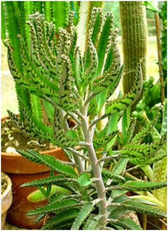 Asombrosas propiedades medicinales Kalanchoe Dulcamara | EL AQUELARRE ...