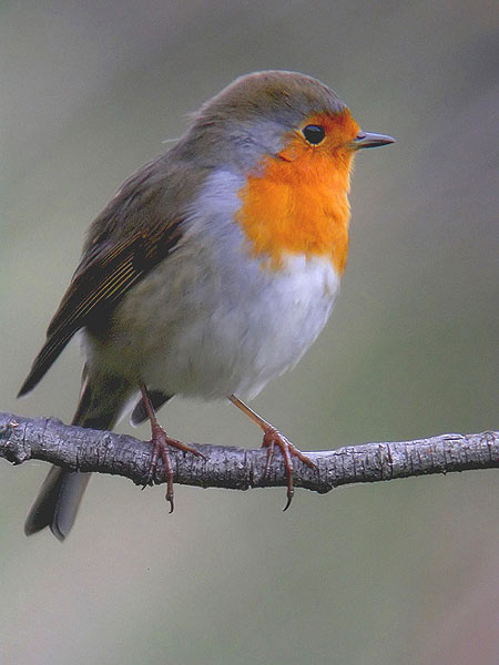 Birding Catalunya: Pit-roig (Erithacus rubecula)