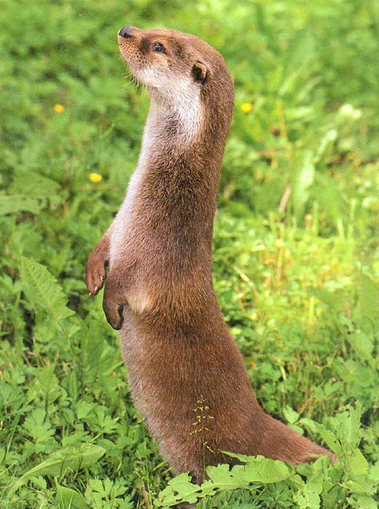 GAVI FICHAS: FICHA TÉCNICA DA LONTRA