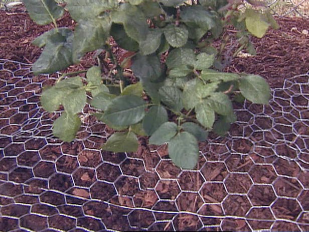 Best Solution to Keep Cats out of your Garden