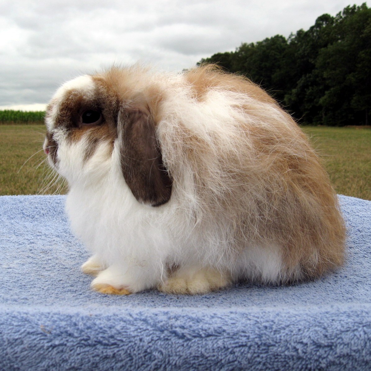 RABBIT WIND ( Adi Rabbit ): Kelinci Fuzzy Lop