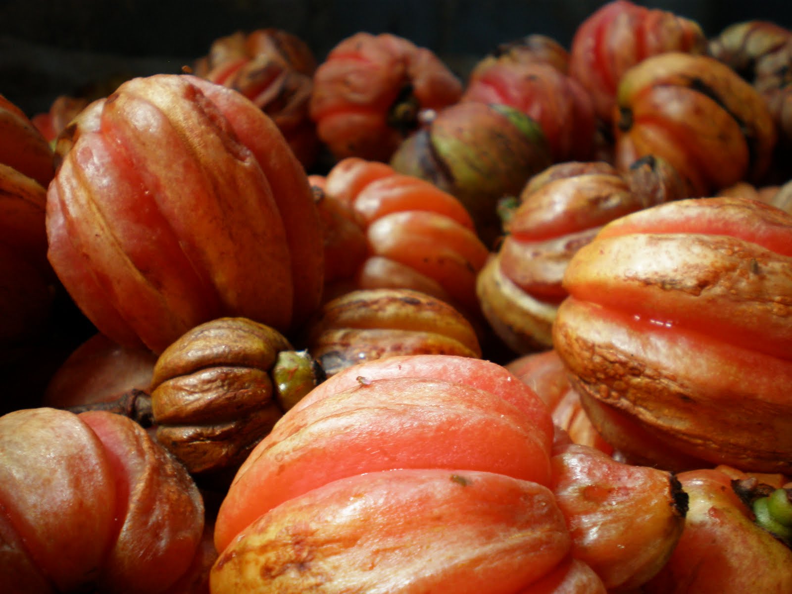 Scouting Magazine - Sri Lanka: ගස් වර්ග 15 - 15. ගොරකා ශාකය ...