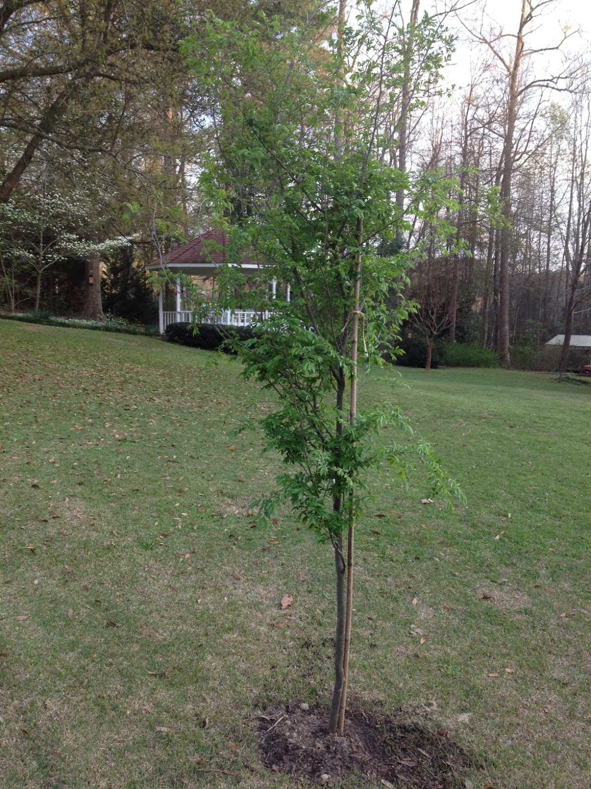 MARIETTE'S BACK TO BASICS: {Our Drake Elm - Ulmus parvifolia}