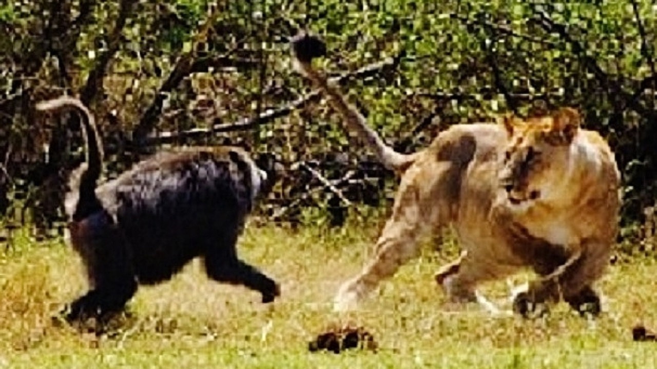 Baboon Vs Lion, Guess Who’s Going to be the Winner?