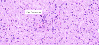 Anatomy and structure of adrenal cortex: Anatomy and structure of ...
