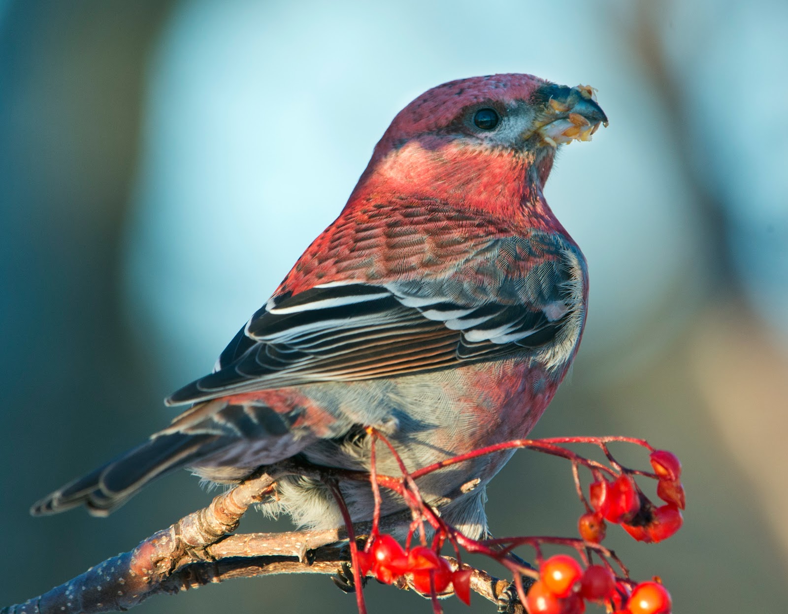 Photographer John Stenersen: desember 2012