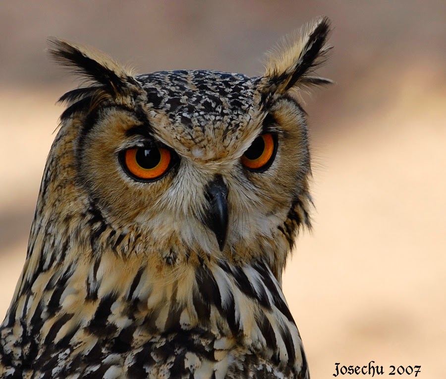 Entretejiendo instantes: El país del búho