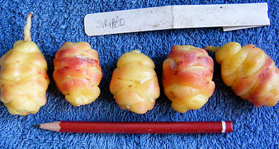 Growing Oca: Assessing Some New Oca Varieties