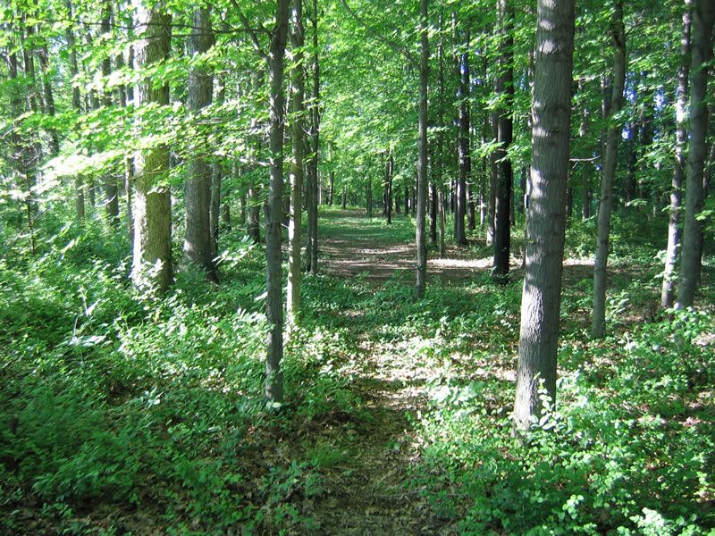 The Oreo Defense: A Disc Golf Manifesto