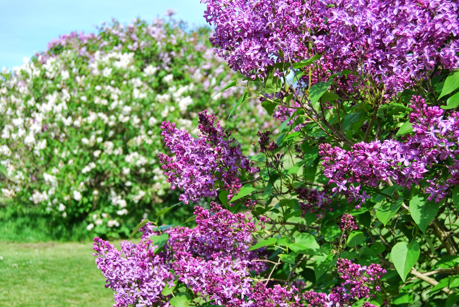 Days out in Sussex - A Country idyll and an abundance of lilac in ...