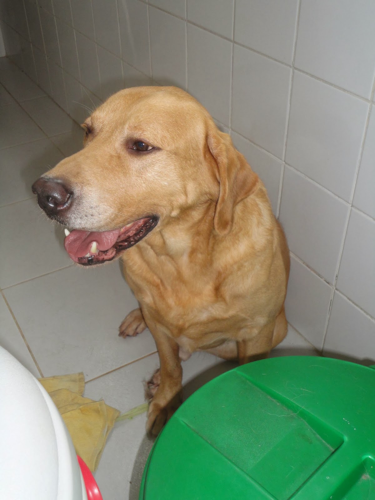 Central de Adoção de Cães: Labrador para adoção em São Paulo