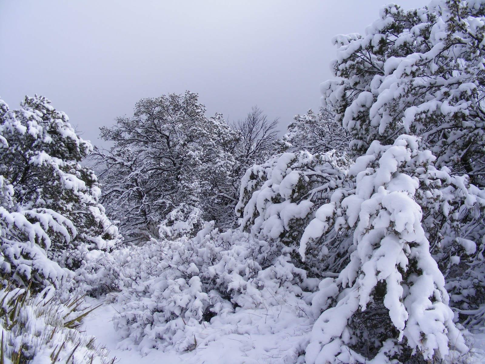 Desert Packrat: High Desert Snow