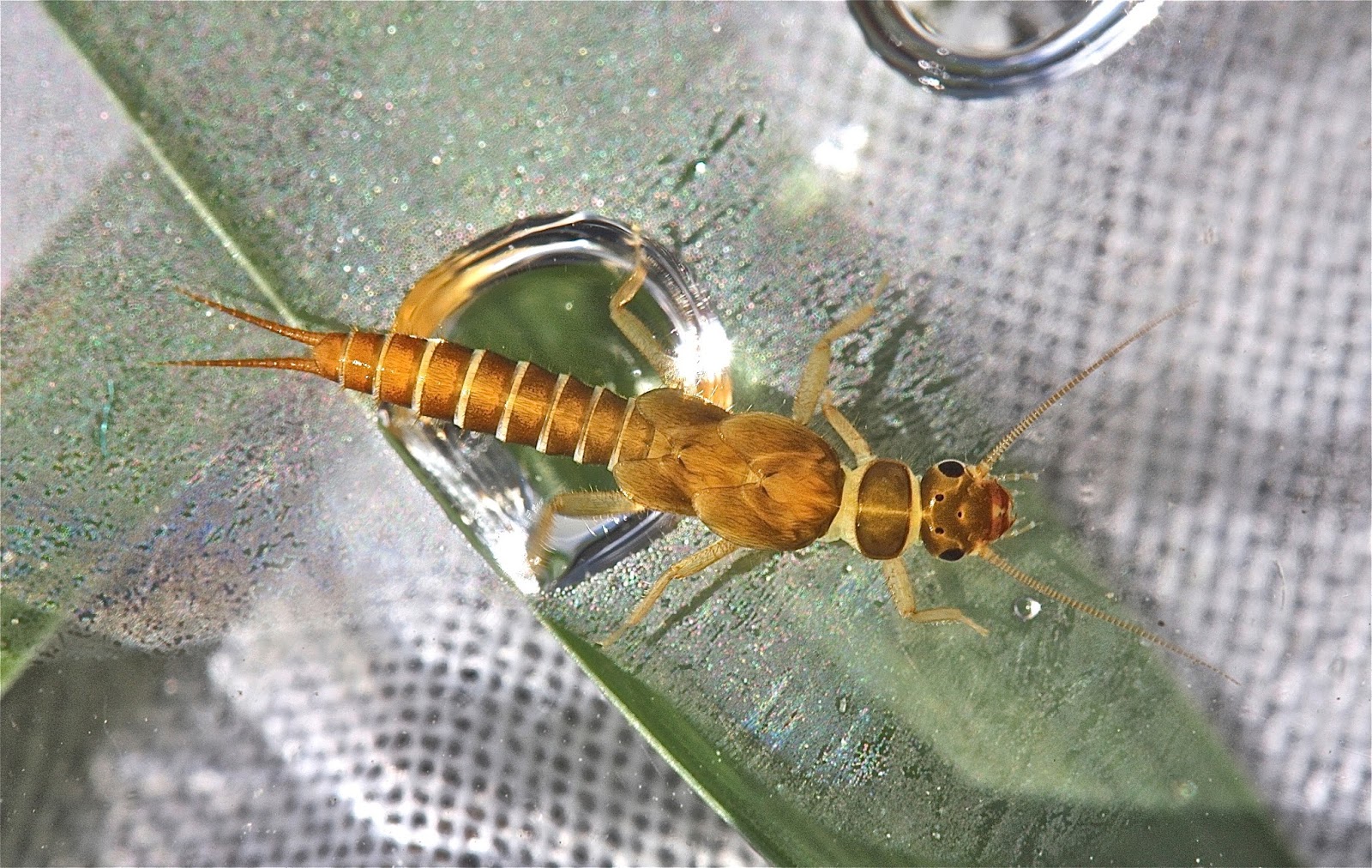 Aquatic Insects of Central Virginia: Our "Green Stoneflies ...