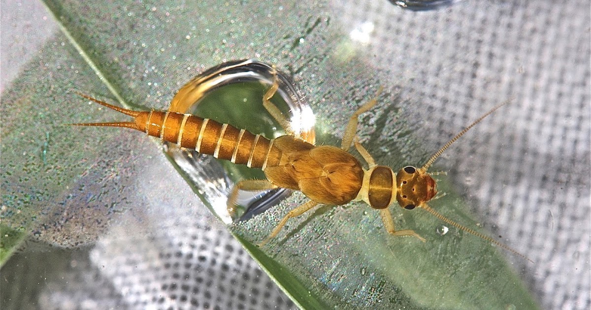 Aquatic Insects of Central Virginia: Our "Green Stoneflies ...