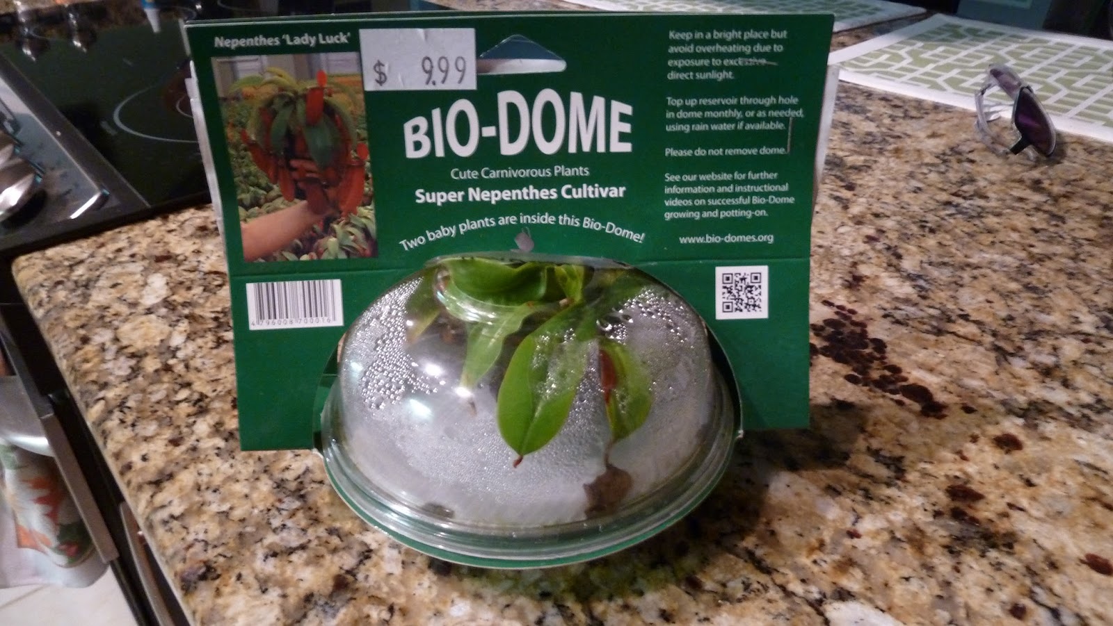 Hooray! Plants!: Nepenthes Bio-Dome 'Lady Luck'