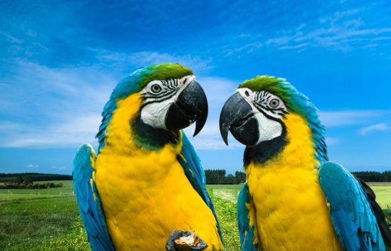 ΠΡΟΟΔΕΥΤΙΚΗ ΣΥΝΕΡΓΑΣΙΑ ΕΡΓΑΖΟΜΕΝΩΝ ΑΠΟΚΕΝΤΡΩΜΕΝΗΣ ΔΙΟΙΚΗΣΗΣ ΜΑΚΕΔΟΝΙΑΣ ...