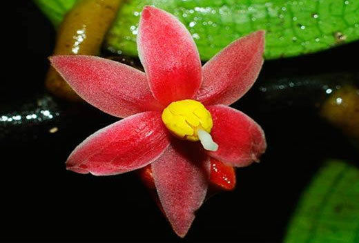 Top 10 incríveis espécies recém descobertas - Jornal do Pet