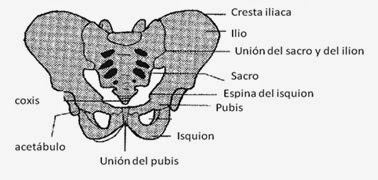 CUADERNO DE EF - ANA SILVEIRA 2º D: ACTIVIDADES TEMA 1º