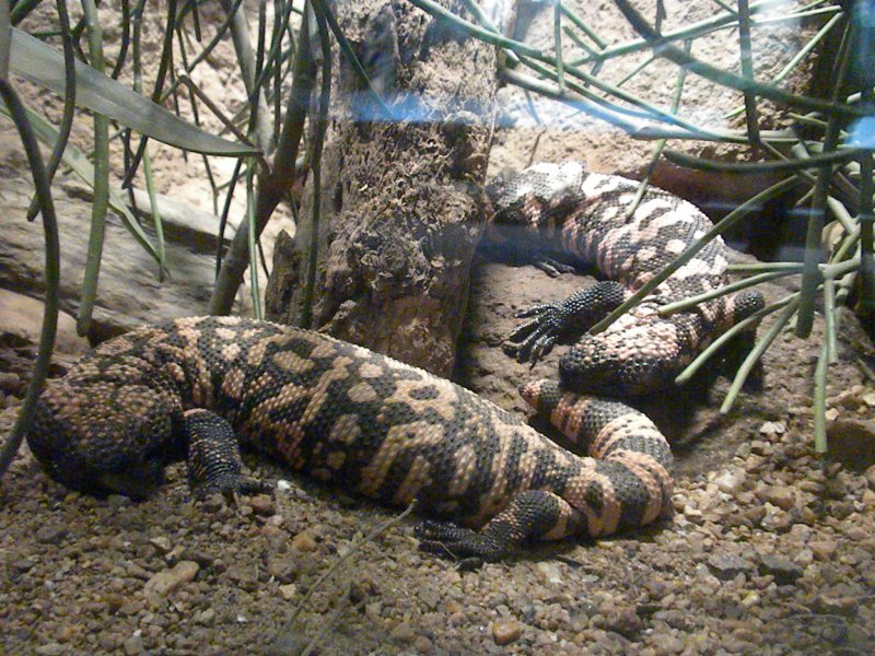 The Zoo Review: Species Fact Profile: Gila Monster (Heloderma suspectum)