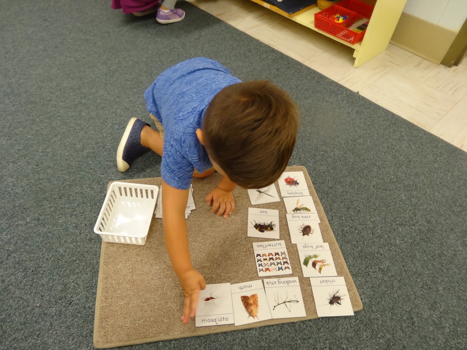 Sunshine Mountain Preschool: Head, Thorax, Abdomen