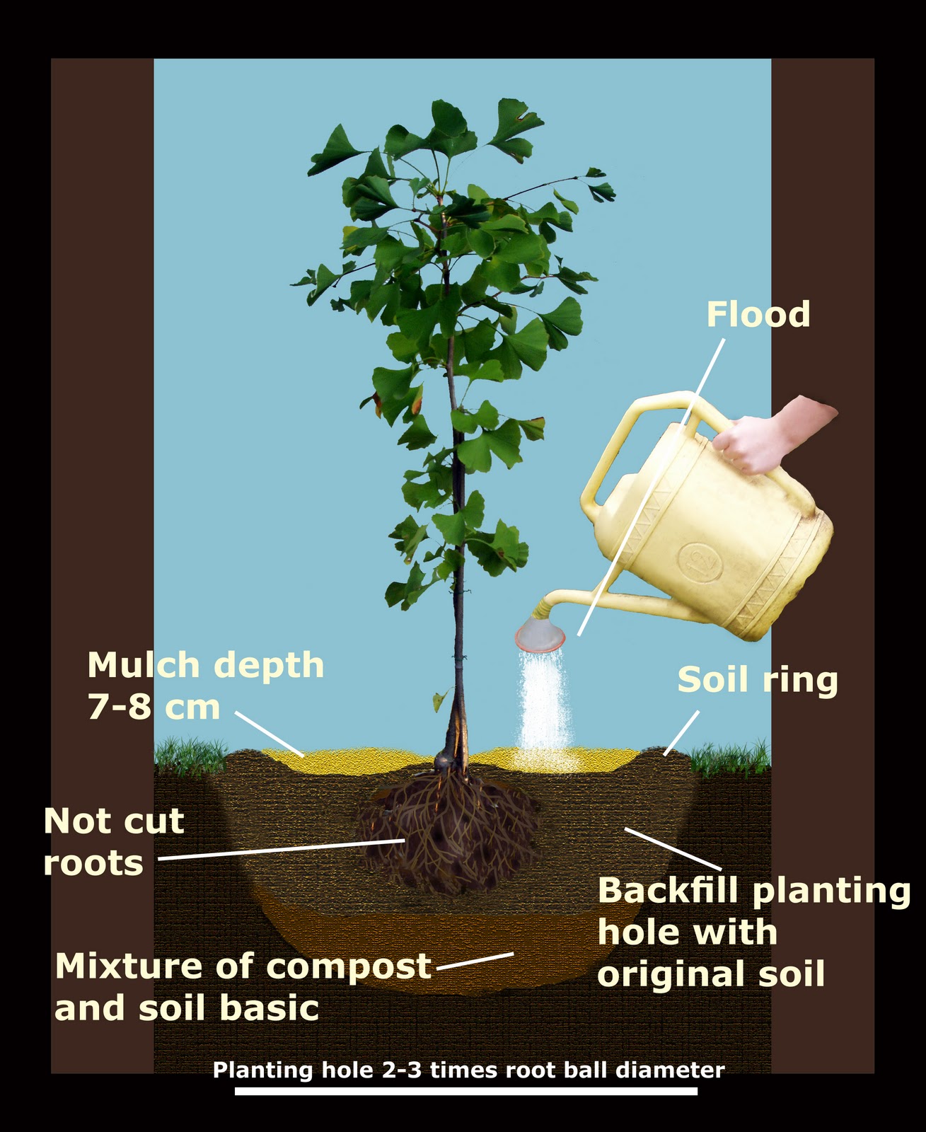 Encyclopedia of Ginkgo Nature's Miracle Ginkgo biloba , Book 1. By B. M ...