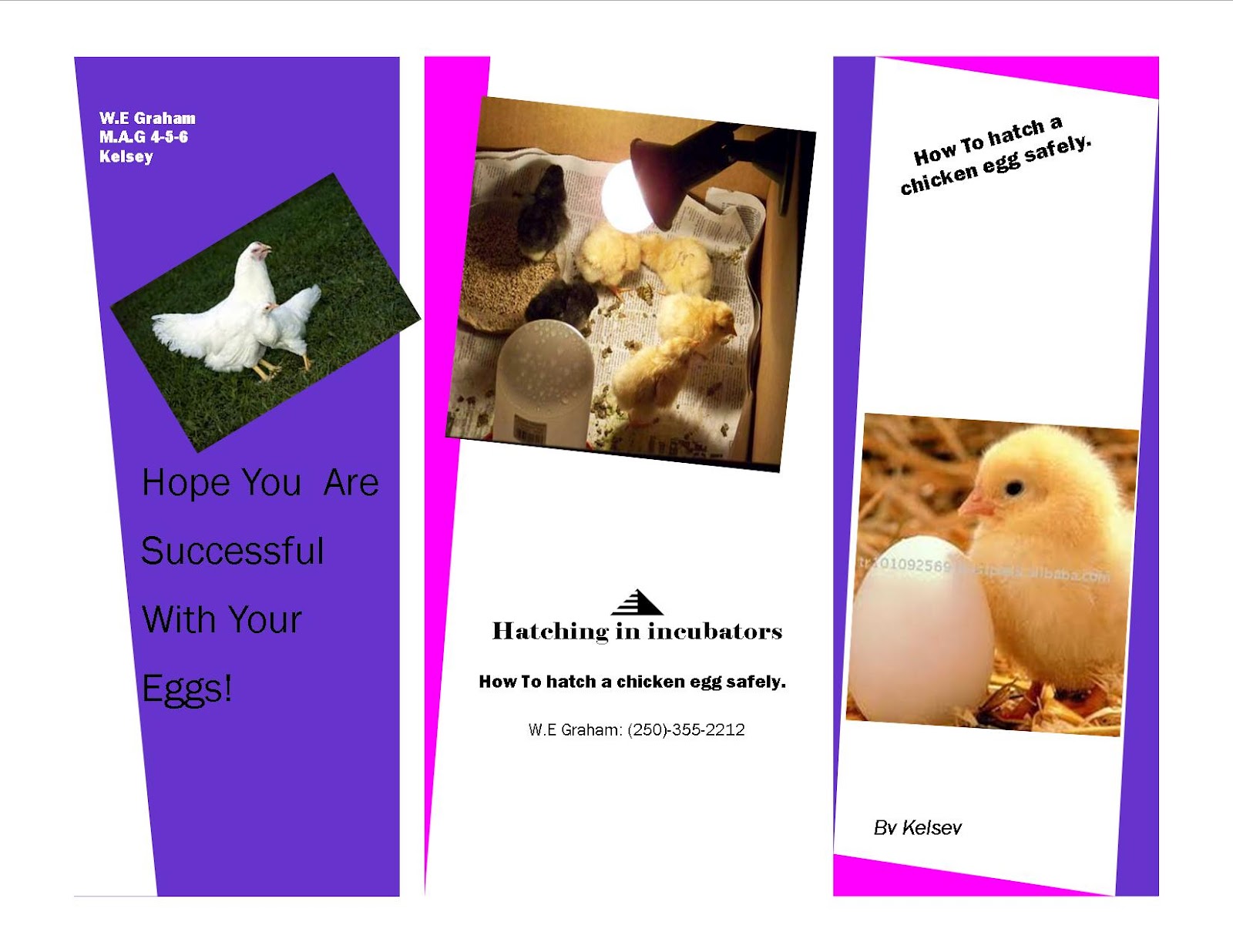 Mr. Derias' Class/MAG 4/5/6: Hatching chicken eggs in the classroom.