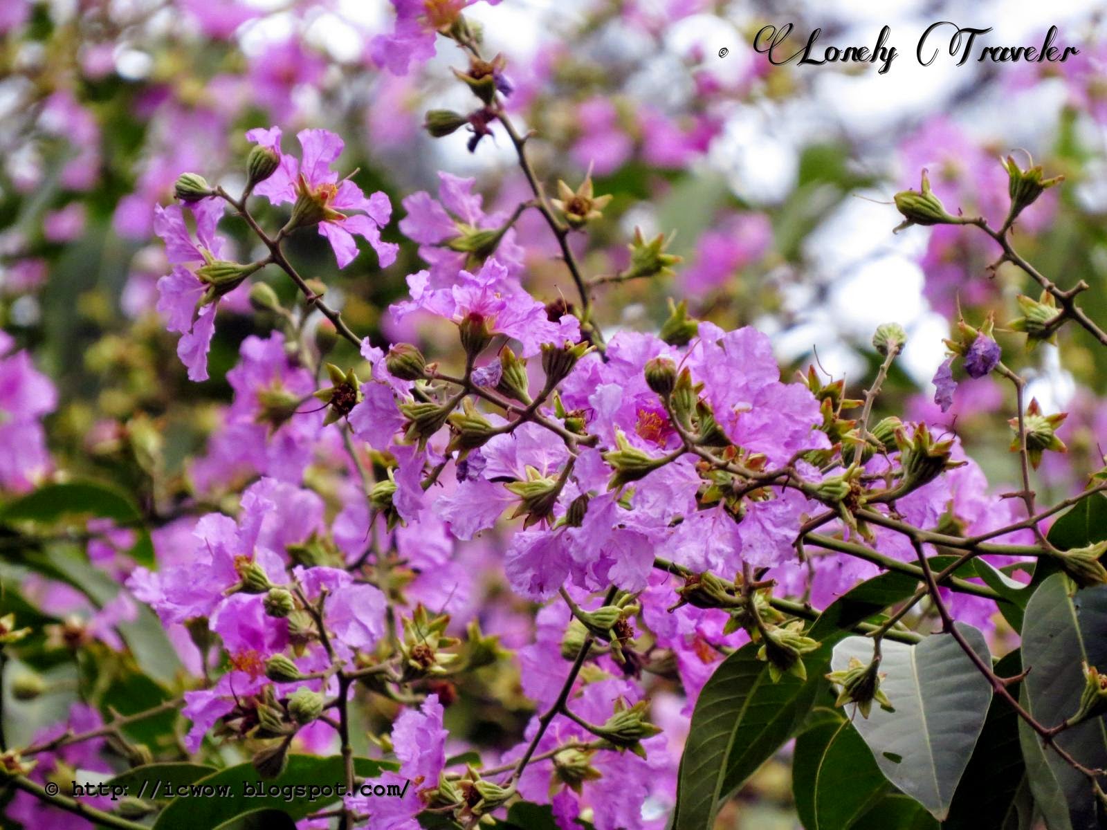 Jarul ful (জারুল ফুল) - Lagerstroemia speciosa