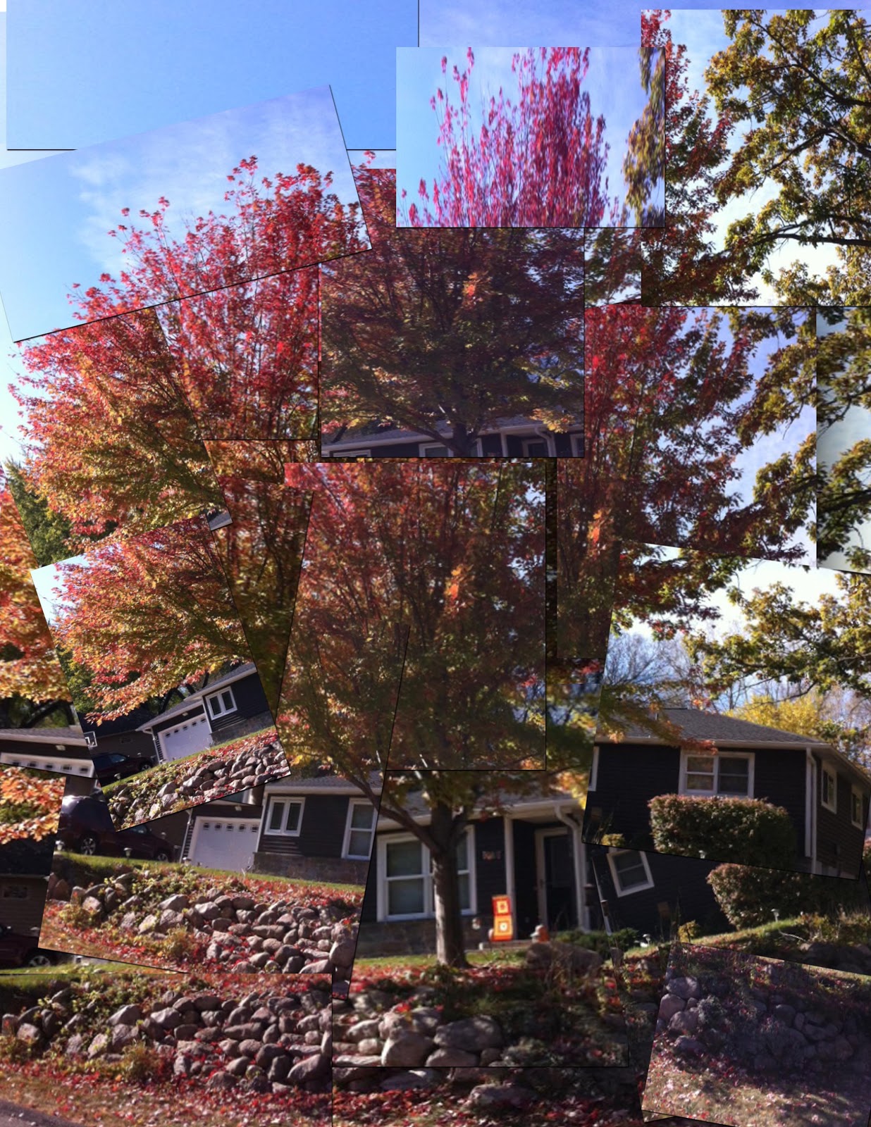 Emma Peterson Media Arts: Tree Cubism