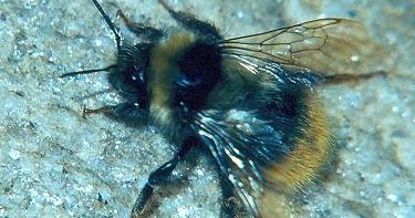 Variety of Life: Bombini