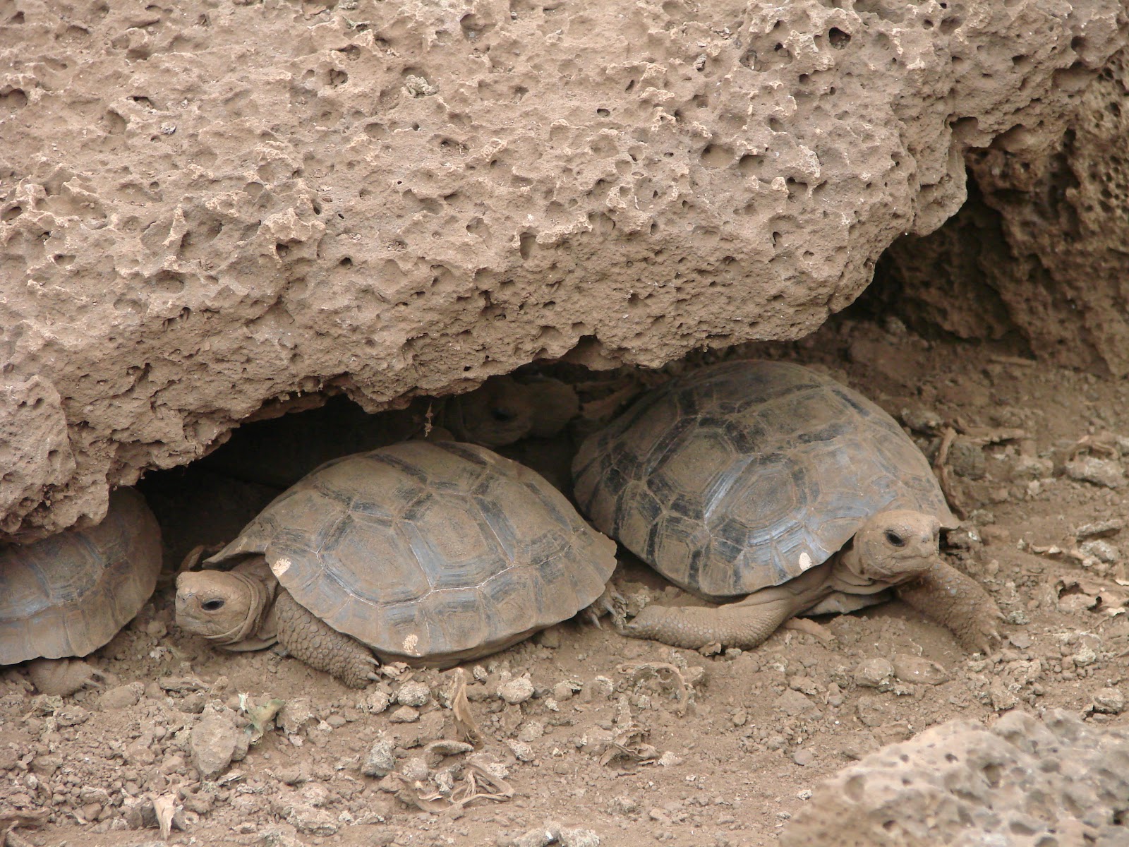 My Peruvian experience: Huge tortoises!