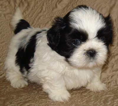Unveiling the Irresistible Charm: Shih Tzu Puppies in Pictures
