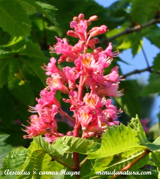 El Jardí de Menuda Natura: Castanyer bord vermell. Castanyer d'Índia ...