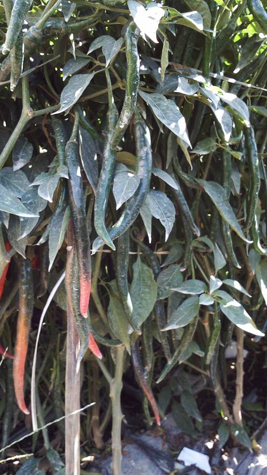 Cara dan Teknik Perawatan Daun, Batang dan Bunga Pada Tanaman Cabe ...