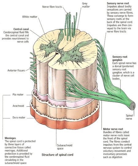 Dentistry and Medicine: The Spinal Cord and Spinal Nerves
