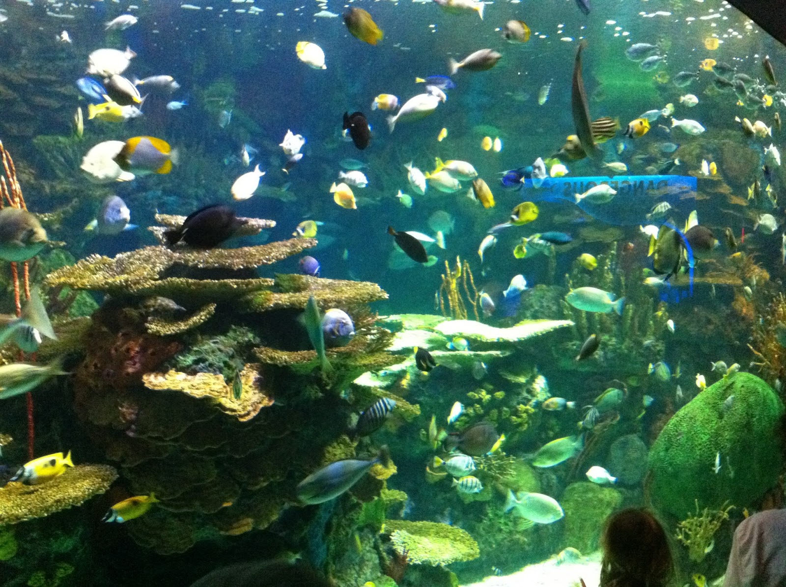 UM LI$O NO CANADÁ: Ripley´s Aquarium of Canada - O aquário de Toronto ...