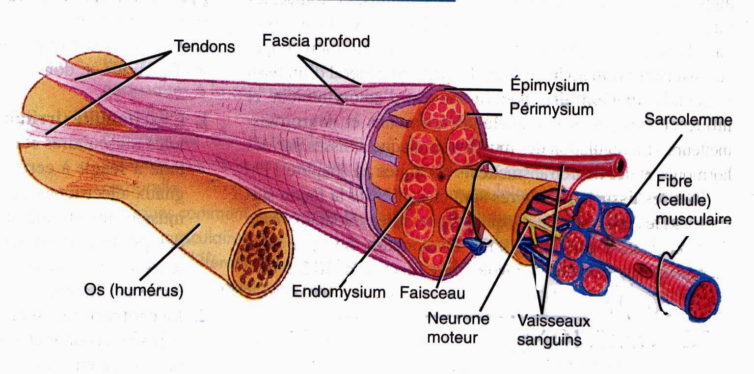 Blog 75: Infos santé : Sport et Santé-La lésion musculaire